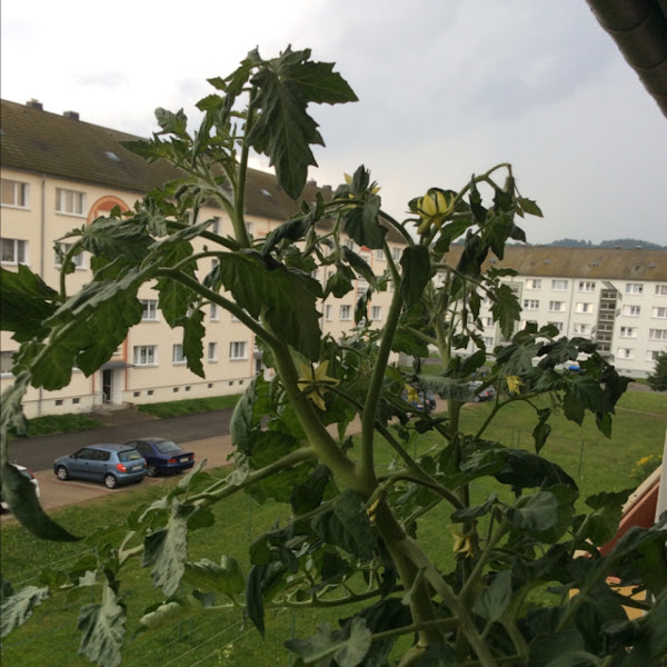 Tomato | Project Noah