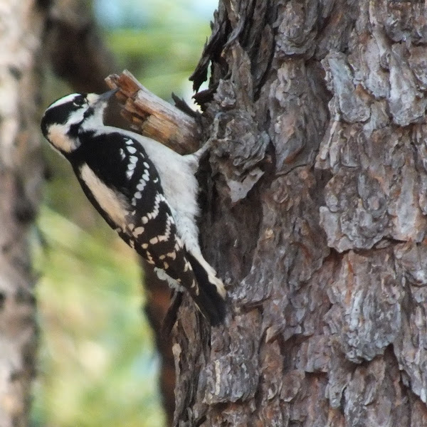 Female Birds of the Southeast | Project Noah