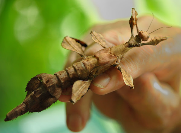 Giant Prickly Stick Insect | Project Noah