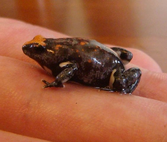 Red-crowned Toadlet | Project Noah