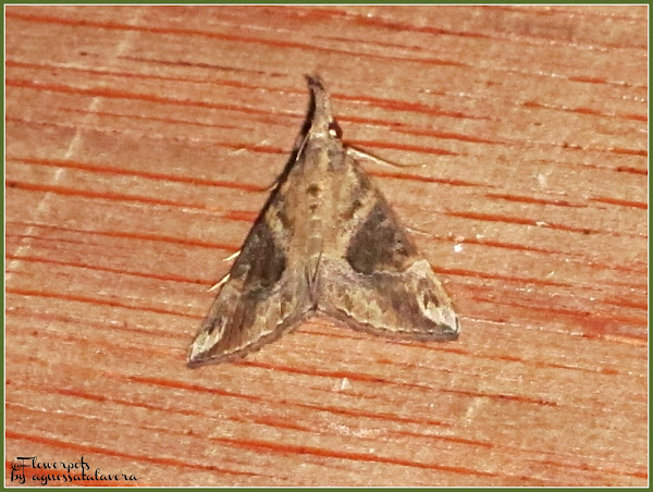 Lantana Defoliator Moth | Project Noah