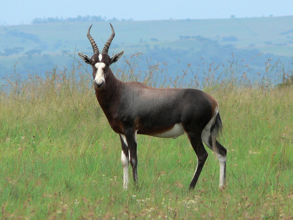 Blesbuck | Project Noah