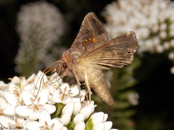 Soybean Looper | Project Noah