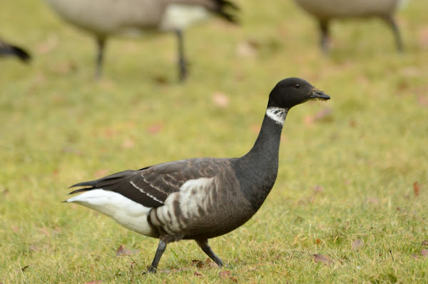 Black Brant or Pacific Brent Goose | Project Noah