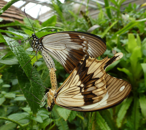 Mocker swallowtail | Project Noah