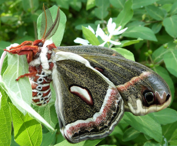 Cecropia Moth | Project Noah