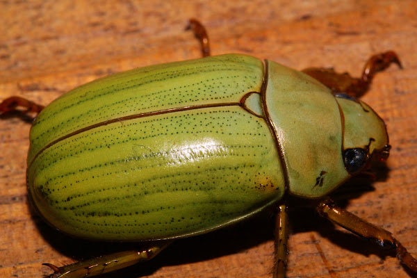 Scarab Beetle | Project Noah