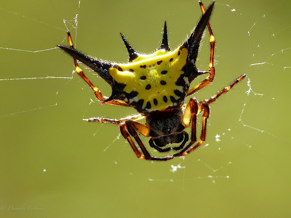 Spiny orb-weaver | Project Noah