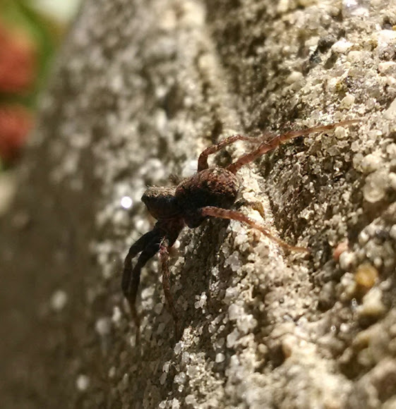 Spotting | Project Noah