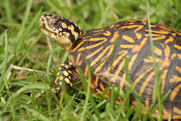 Florida box turtle | Project Noah