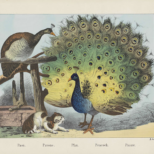 Paon. / Pavone. / Pfau. / Peacock. / Paauw, firma Joseph Scholz, 1829 ...