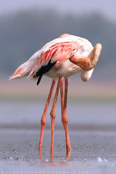 Greater flamingo | Project Noah
