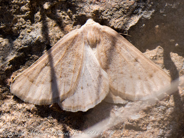 Geometrid Moth | Project Noah