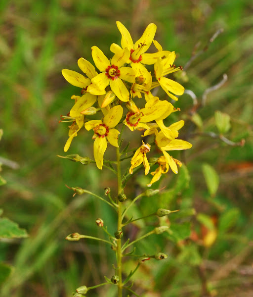 Swamp Candles | Project Noah