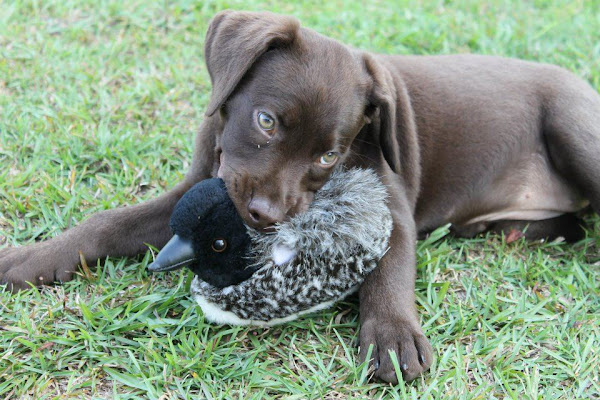 Chocolate Labrador Retriever | Project Noah