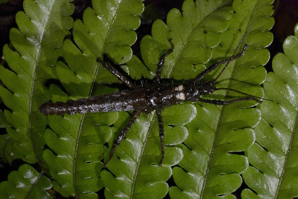 Stick Insect, Phasmid - Nymph | Project Noah