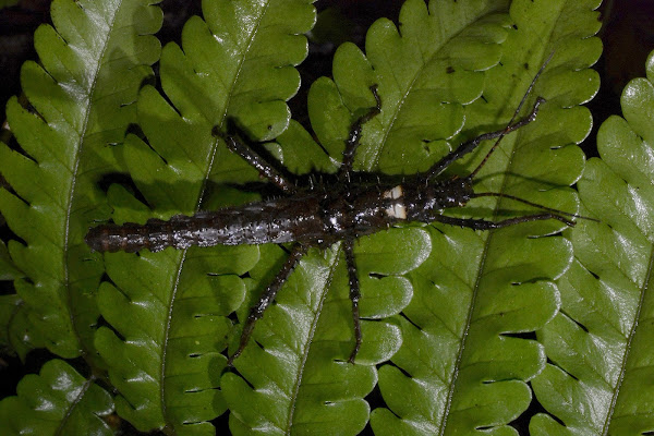 Stick Insect, Phasmid - Nymph | Project Noah