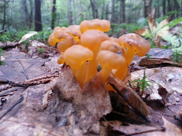 Jelly Baby Mushroom | Project Noah