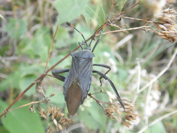 Giant Leaf-footed Bug | Project Noah