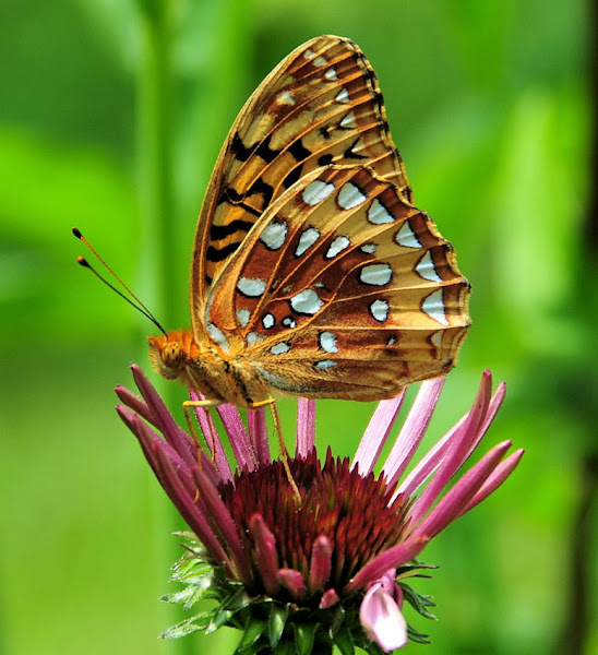 Great Spangled Fritillary | Project Noah