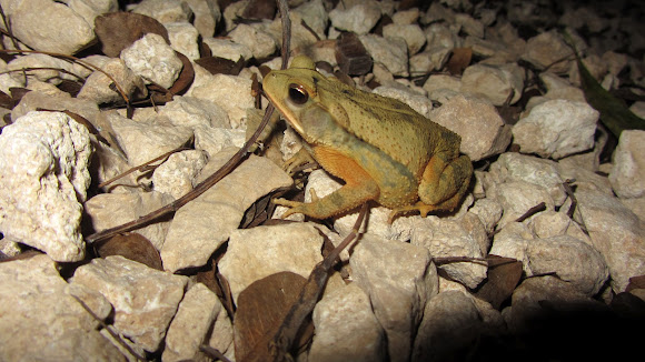 Gulf Coast toad | Project Noah