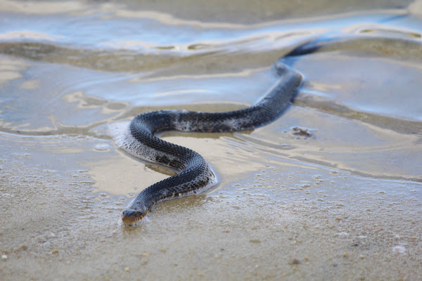 Banded Water Snake | Project Noah