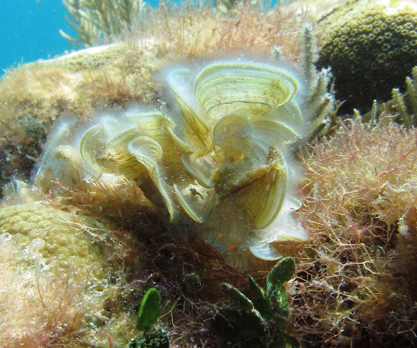 White Scroll Alga | Project Noah