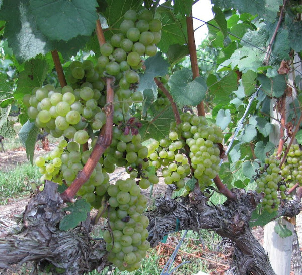 Green Grapes | Project Noah