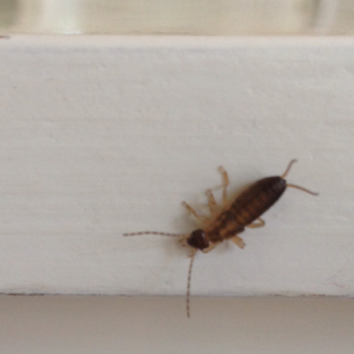 European Earwig (nymph) | Project Noah