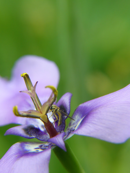 Prairie Nymph | Project Noah