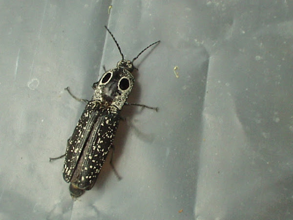 Eye Click Beetle | Project Noah