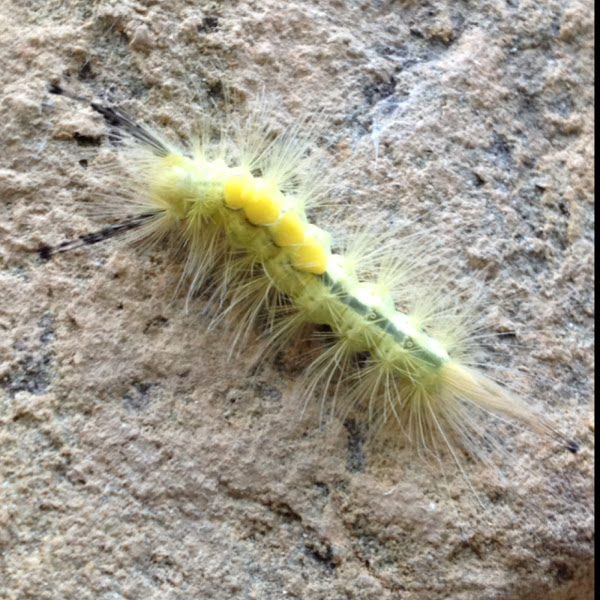 White Marked Tussock Moth Caterpillar | Project Noah
