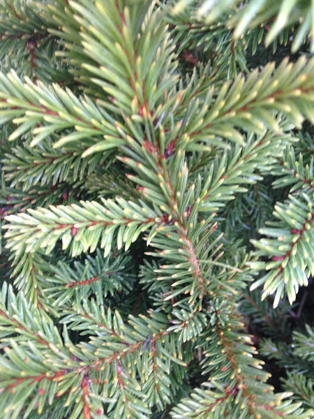 Dwarf Serbian Spruce | Project Noah