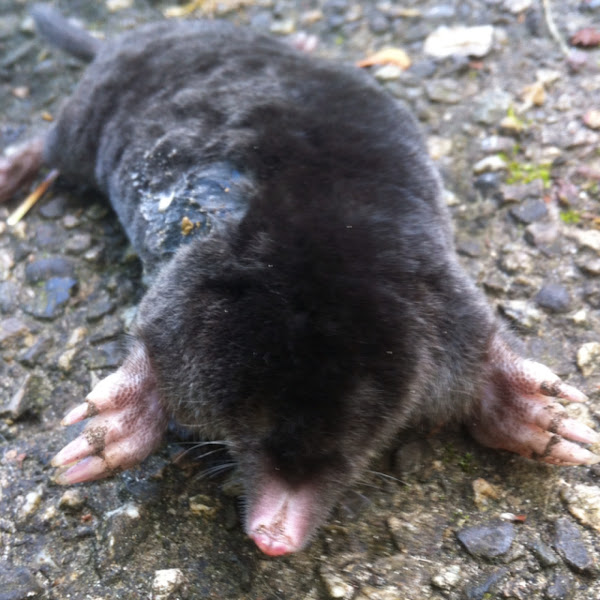 European Mole (Common Mole) | Project Noah