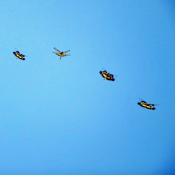 Variegated Flutterer | Project Noah