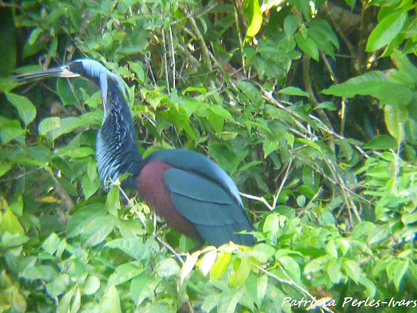 Agami Heron | Project Noah