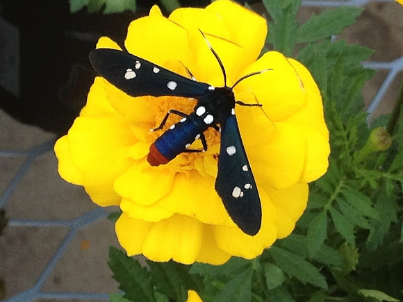 Polka-Dot Wasp Moth | Project Noah