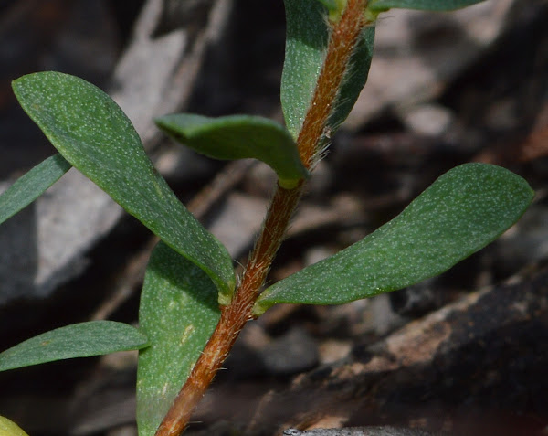 Common Rice Flower | Project Noah