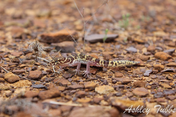 Texas Banded Gecko | Project Noah