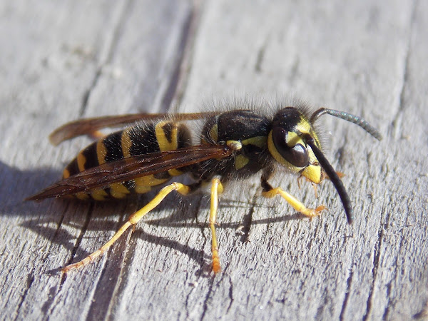 Eastern Yellowjacket (worker) | Project Noah