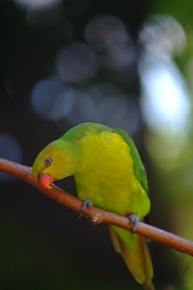Olive-headed Lorikeet | Project Noah