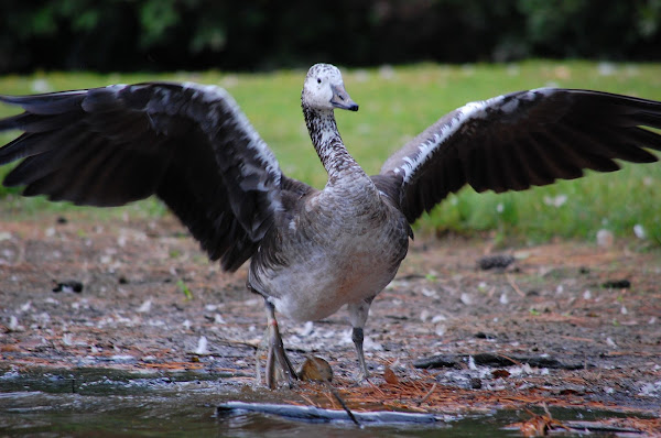 Snow x Canada Goose hybrid | Project Noah