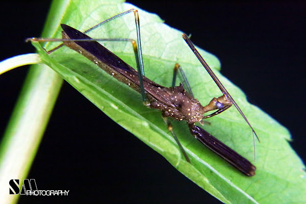 Thread legged assassin bug | Project Noah