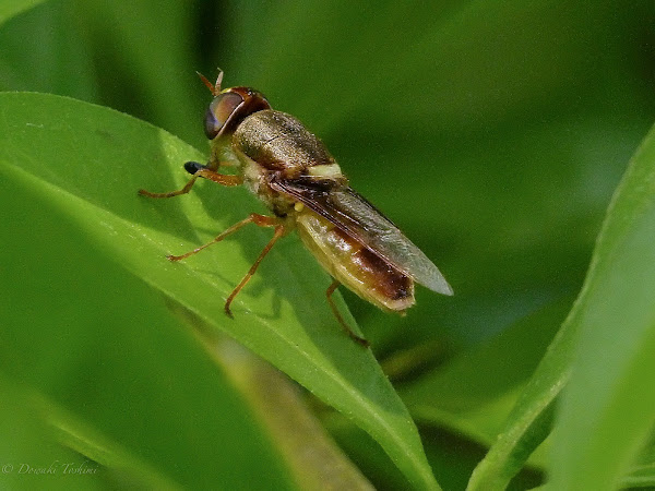 Green Soldier Fly | Project Noah
