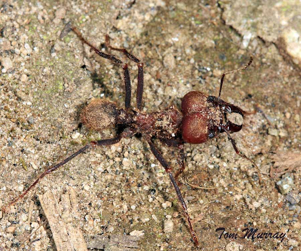Leaf-cutter Ant (Soldier) | Project Noah