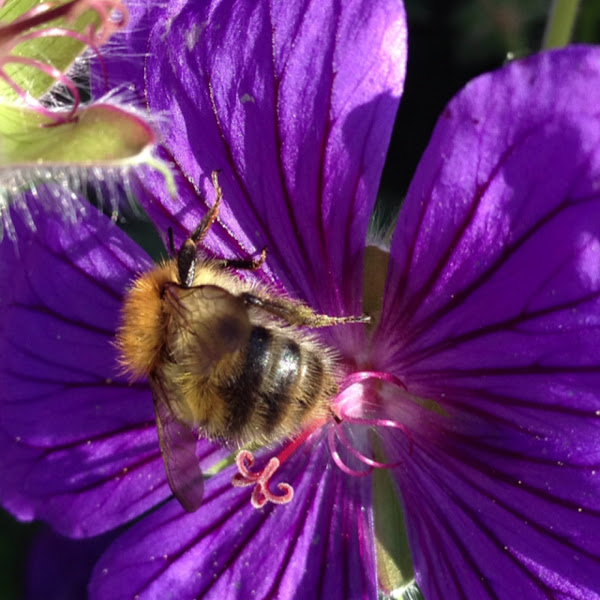 Common Carder bee | Project Noah
