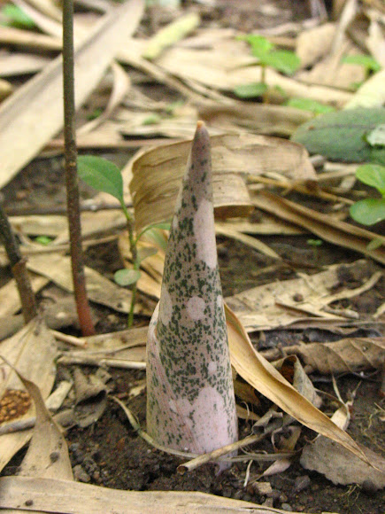 Pungapung | Project Noah