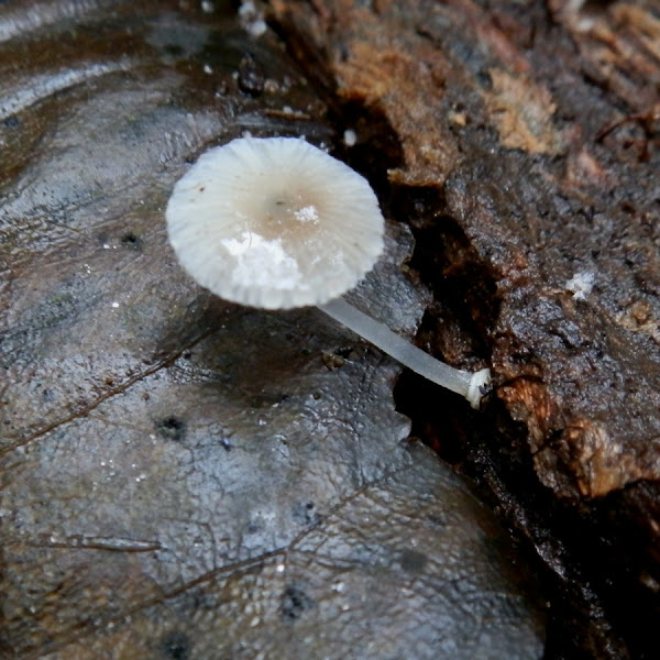 Bonnet fungus | Project Noah