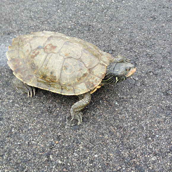 Northern map turtle | Project Noah