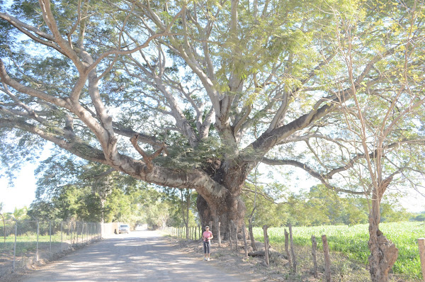Parota Tree | Project Noah
